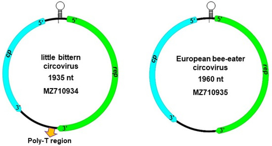 Novel Circoviruses from Birds Share Common Evolutionary Roots with Fish ...
