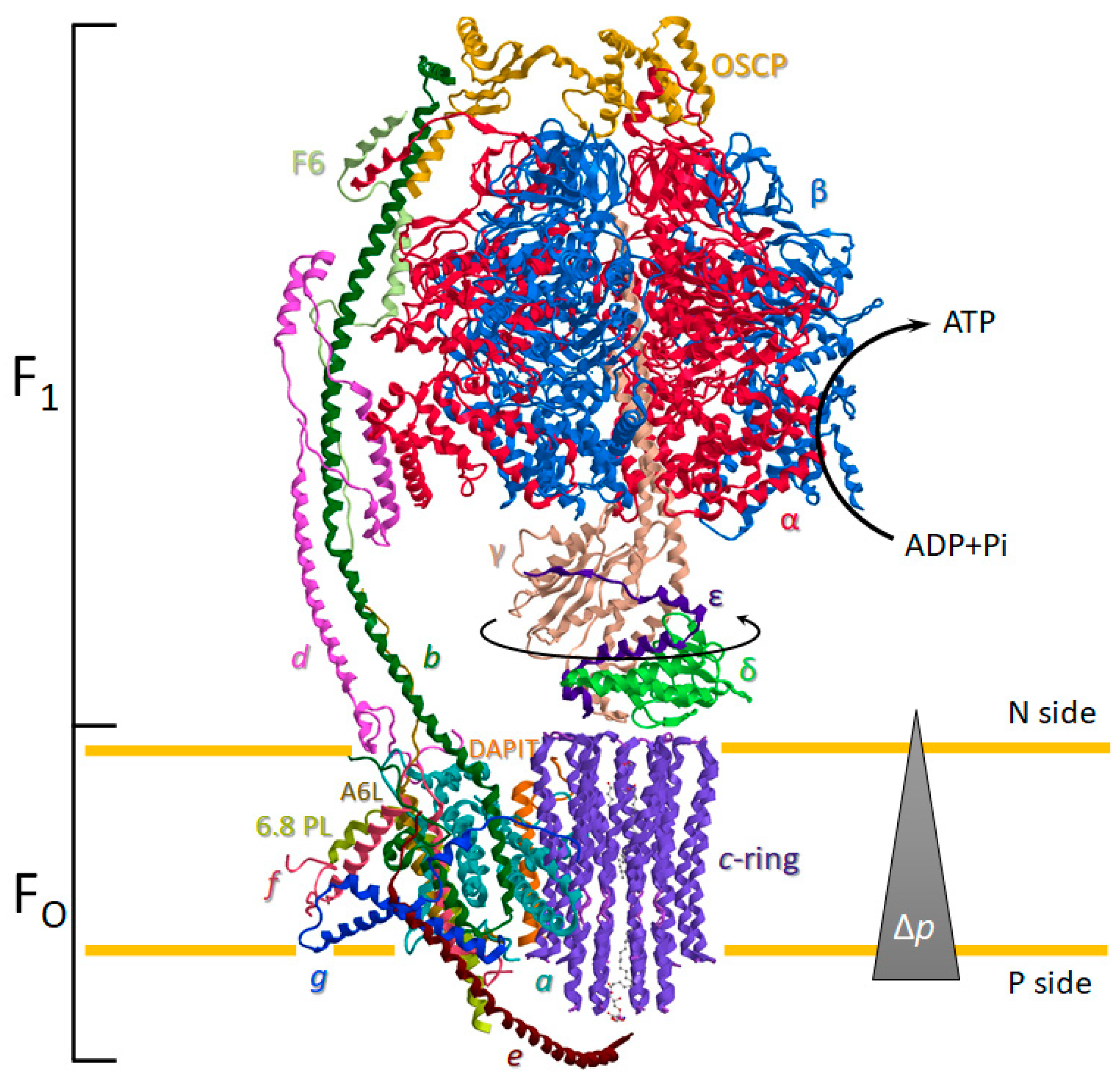 Atp Synthase Structure Atp Synthase Structure