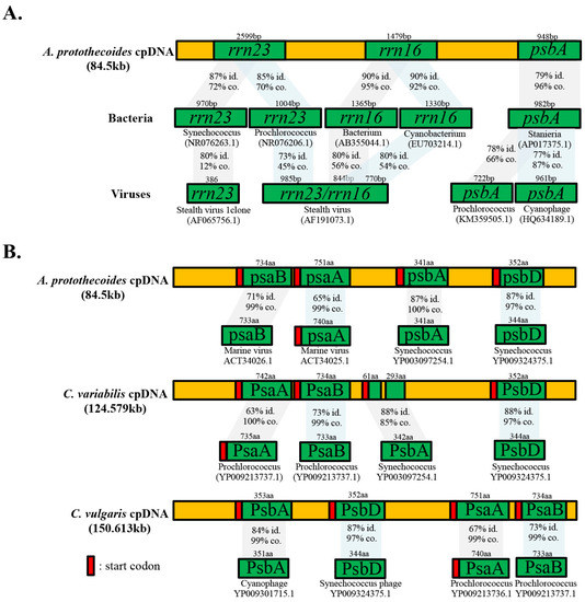 Comparison of Auxenochlorella protothecoides and Chlorella spp ...