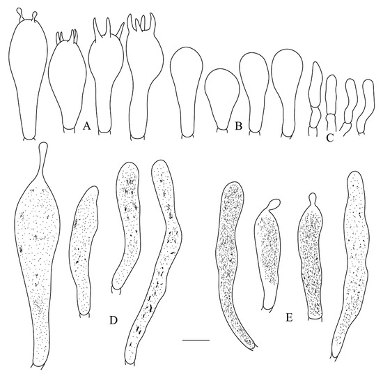 Morphological Characters and Molecular Phylogeny Reveal Three New ...