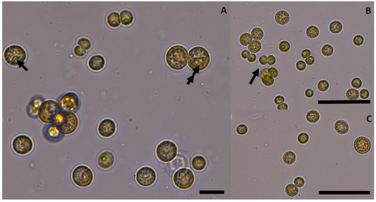The Green Microalga Coelastrella thermophila var. globulina ...