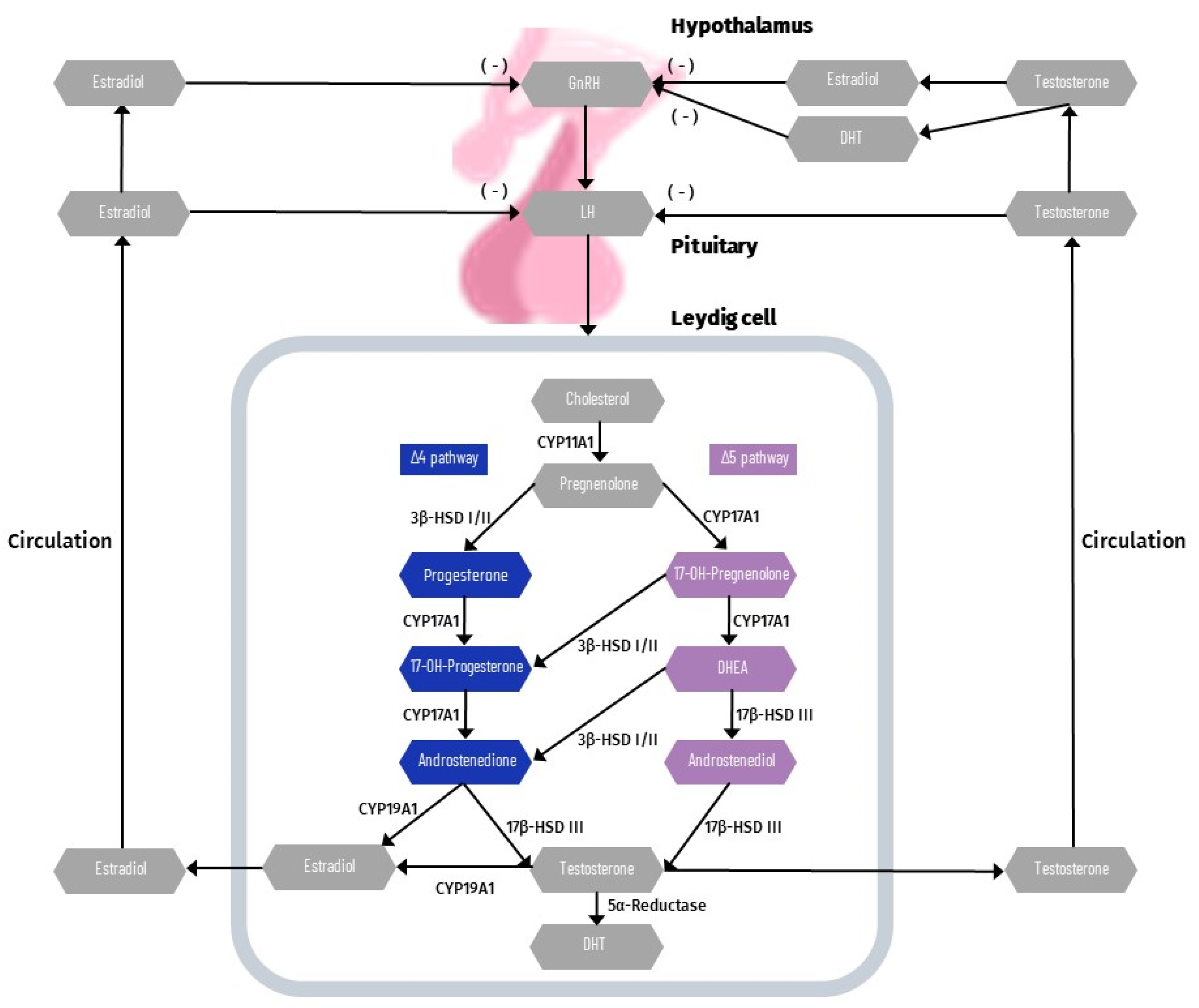 Life Free Full Text The Fate Of Leydig Cells In Men With
