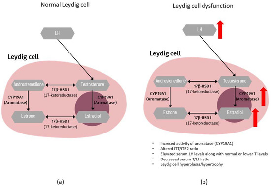 The Fate of Leydig Cells in Men with Spermatogenic Failure