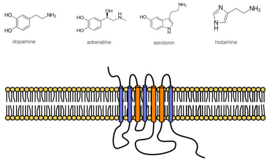 Dopamine and Dopamine-Related Ligands Can Bind Not Only to Dopamine ...