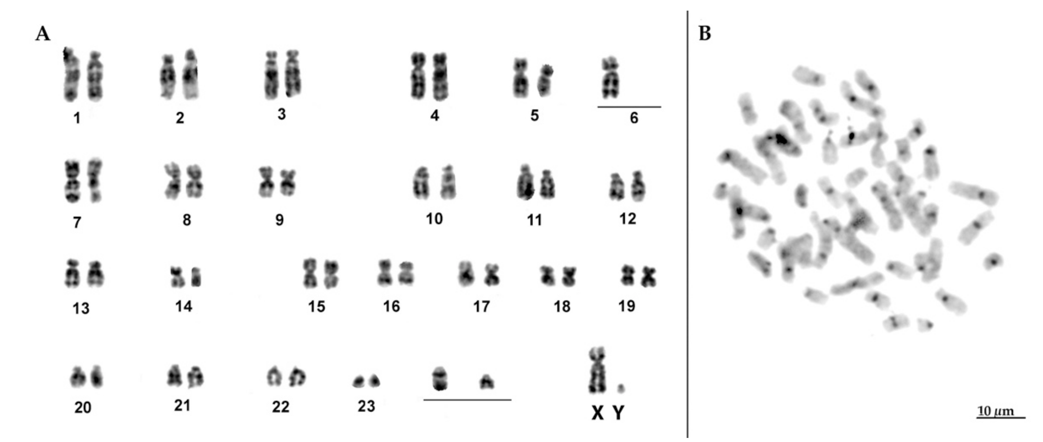 Karyotypical Confirmation of Natural Hybridization between Two Manatee ...