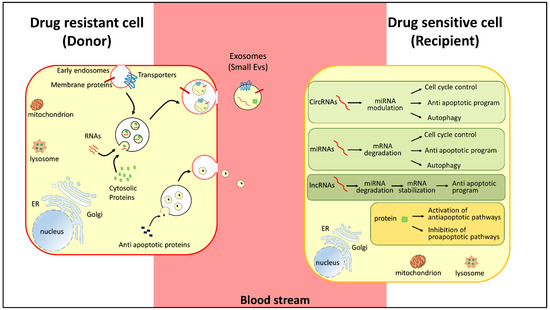 Life | Special Issue : Exosomes: Biogenesis, Biologic Function and ...