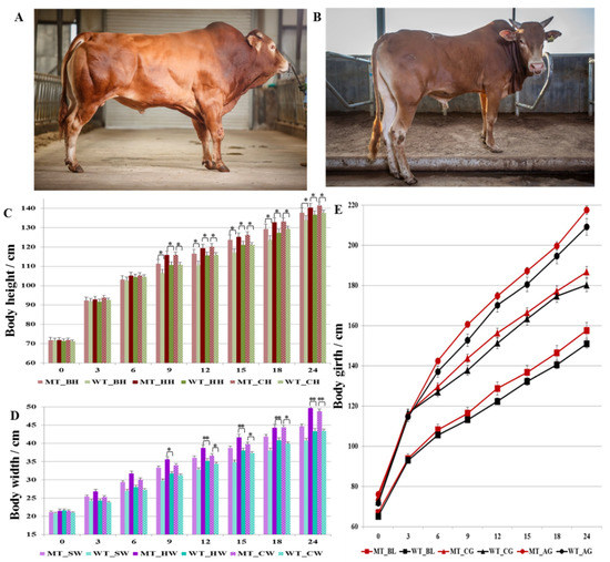 Growth Traits and Sperm Proteomics Analyses of Myostatin Gene-Edited ...