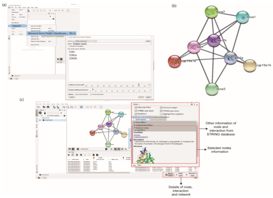 Protein–Protein Interaction (PPI) Network of Zebrafish Oestrogen ...