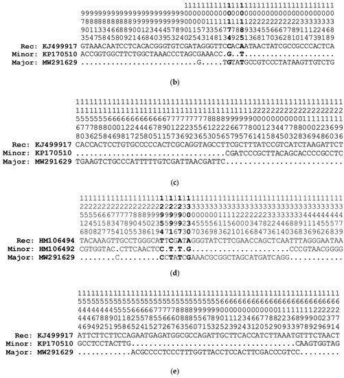 Recombinant Mitochondrial Genomes Reveal Recent Interspecific ...