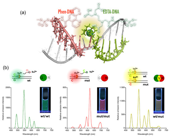 Metal Ion-Directed Specific DNA Structures and Their Functions