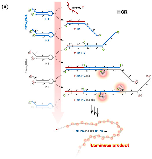 Metal Ion-Directed Specific DNA Structures and Their Functions