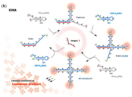 Metal Ion-Directed Specific DNA Structures and Their Functions