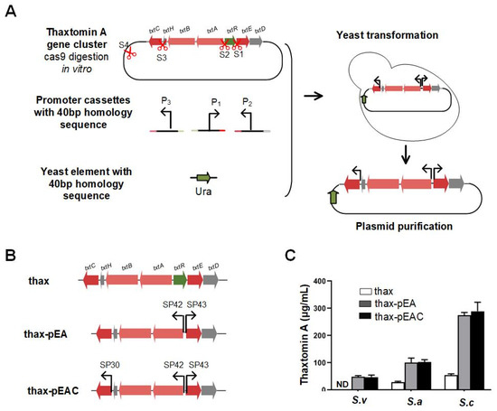 Multiplexed Promoter Engineering for Improving Thaxtomin A Production ...