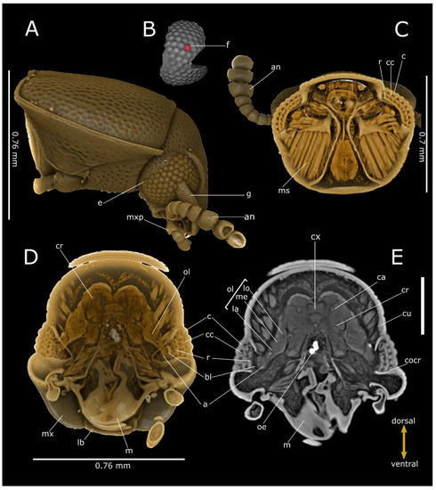 Exploring Compound Eyes in Adults of Four Coleopteran Species Using ...