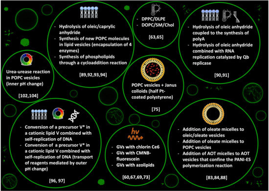 Shape Deformation, Budding and Division of Giant Vesicles and ...