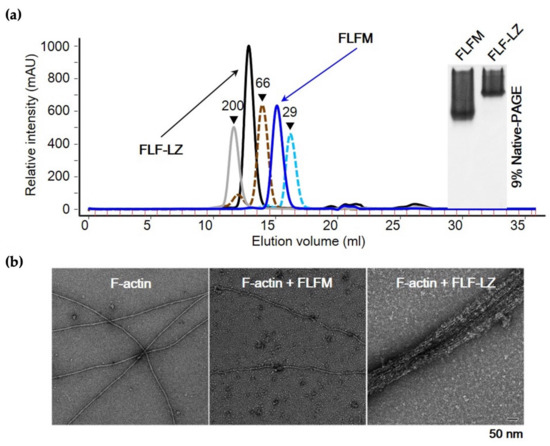 Structural Analysis of Human Fascin-1: Essential Protein for Actin ...