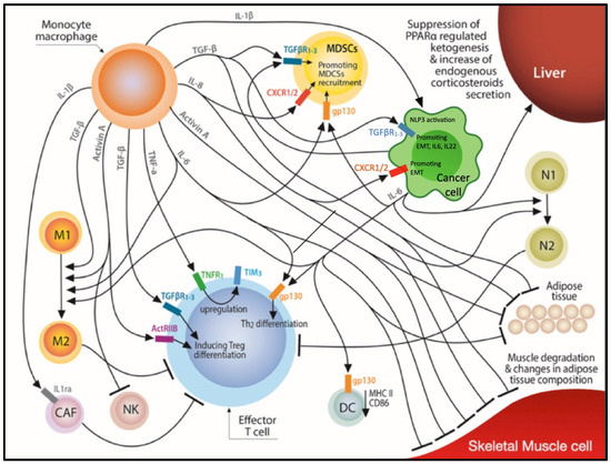 Life | Free Full-Text | Cancer Cachexia and Antitumor Immunity: Common ...