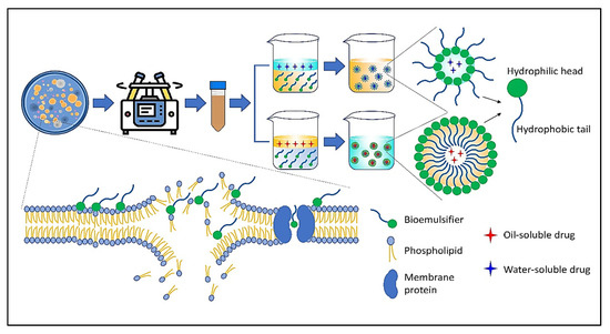 Production and Characterization of a Bioemulsifier Derived from ...