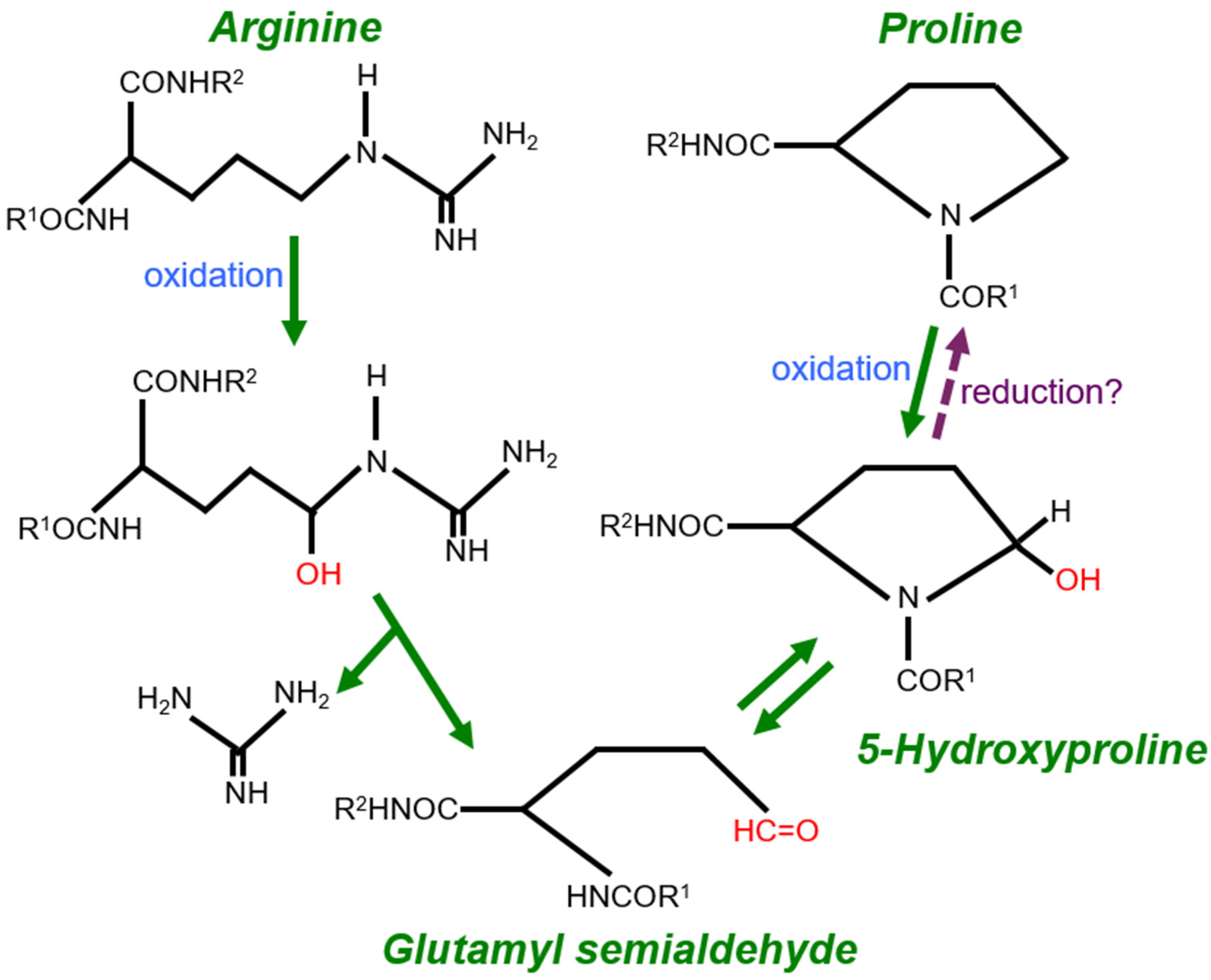 Post-Translationally Regulated Protein Arginine-to-Proline Conversion ...