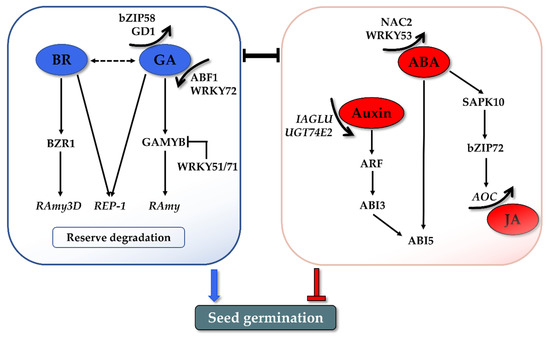 Understanding of Hormonal Regulation in Rice Seed Germination