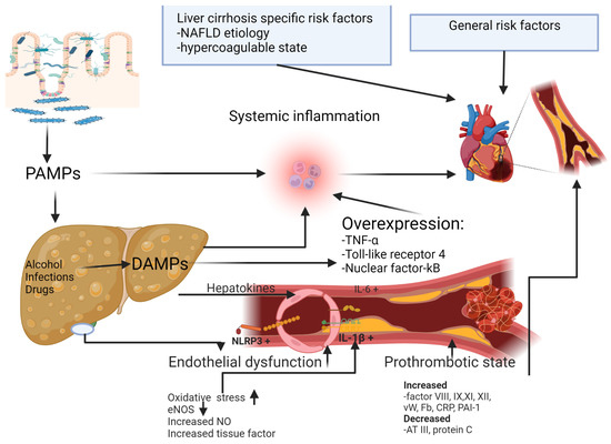 Ischemic Heart Disease and Liver Cirrhosis: Adding Insult to Injury