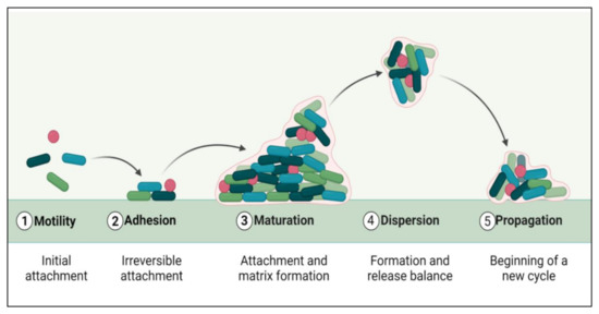 An Overview of Biofilm Formation–Combating Strategies and Mechanisms of Action of Antibiofilm Agents