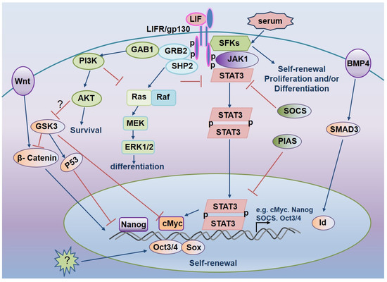 Regulation of Embryonic Stem Cell Self-Renewal