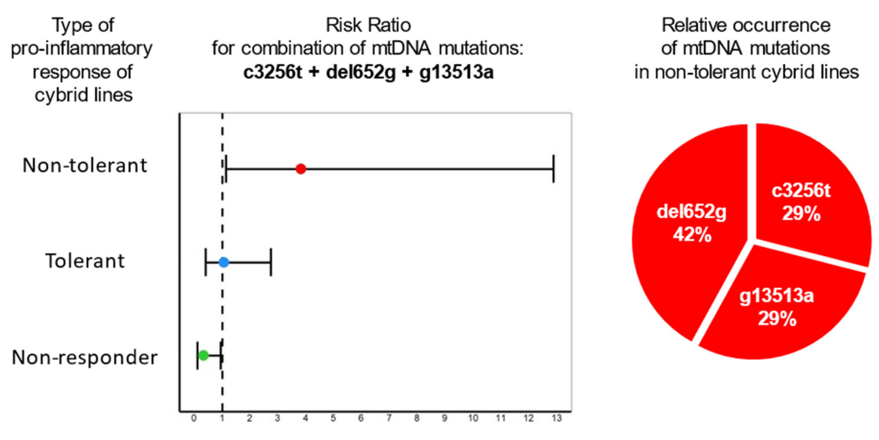 The Role of Mitochondrial Mutations in Chronification of Inflammation ...