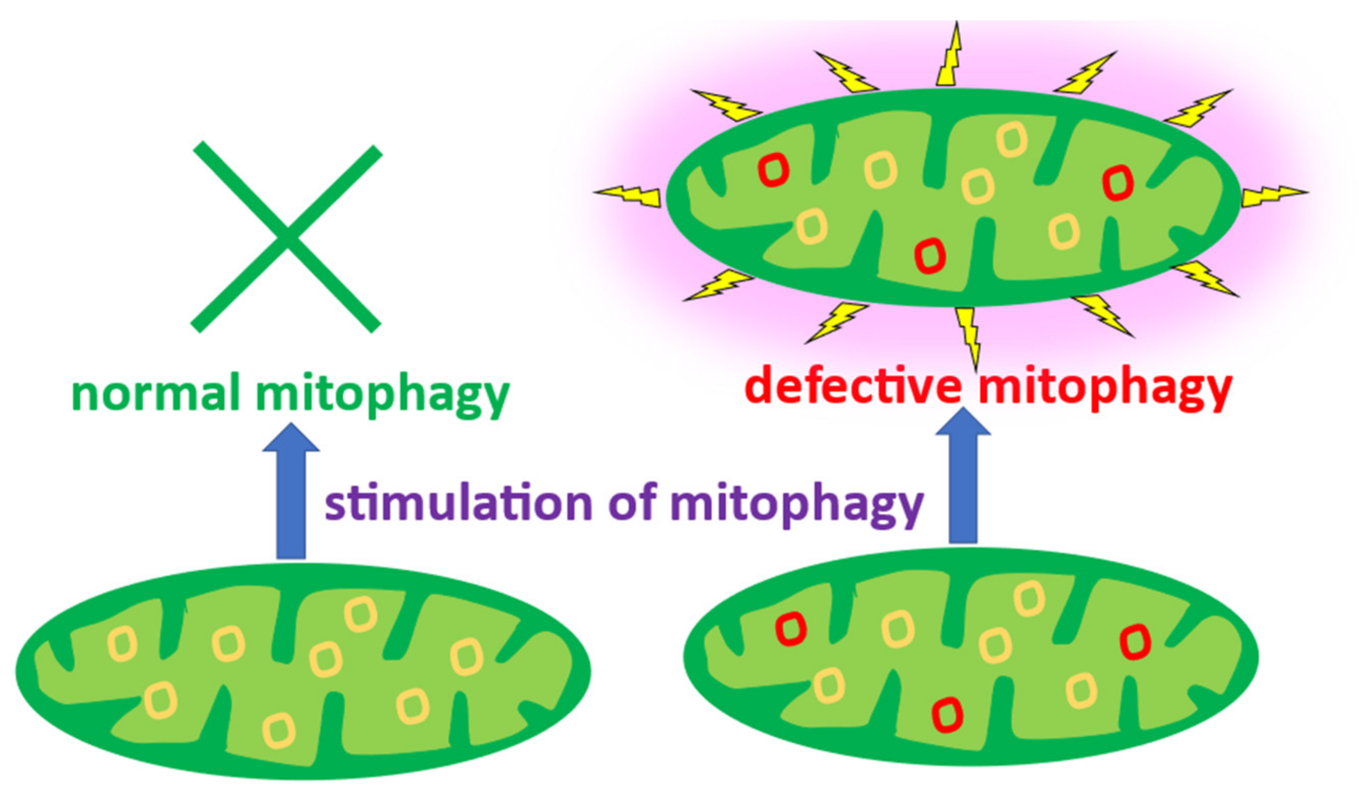 The Role of Mitochondrial Mutations in Chronification of Inflammation ...