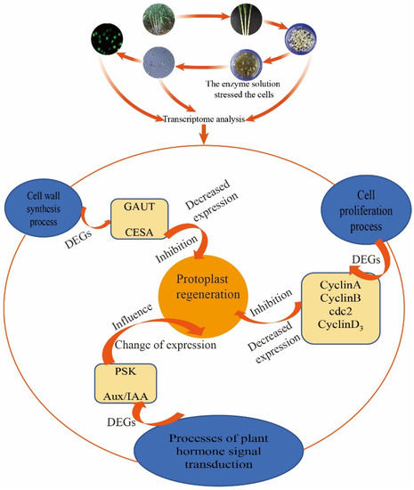 Life | An Open Access Journal from MDPI
