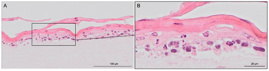 Life | Free Full-Text | Novel 3D-Printed Cell Culture Inserts for Air ...