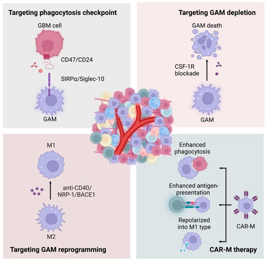 Macrophages in Glioblastoma Development and Therapy: A Double-Edged Sword