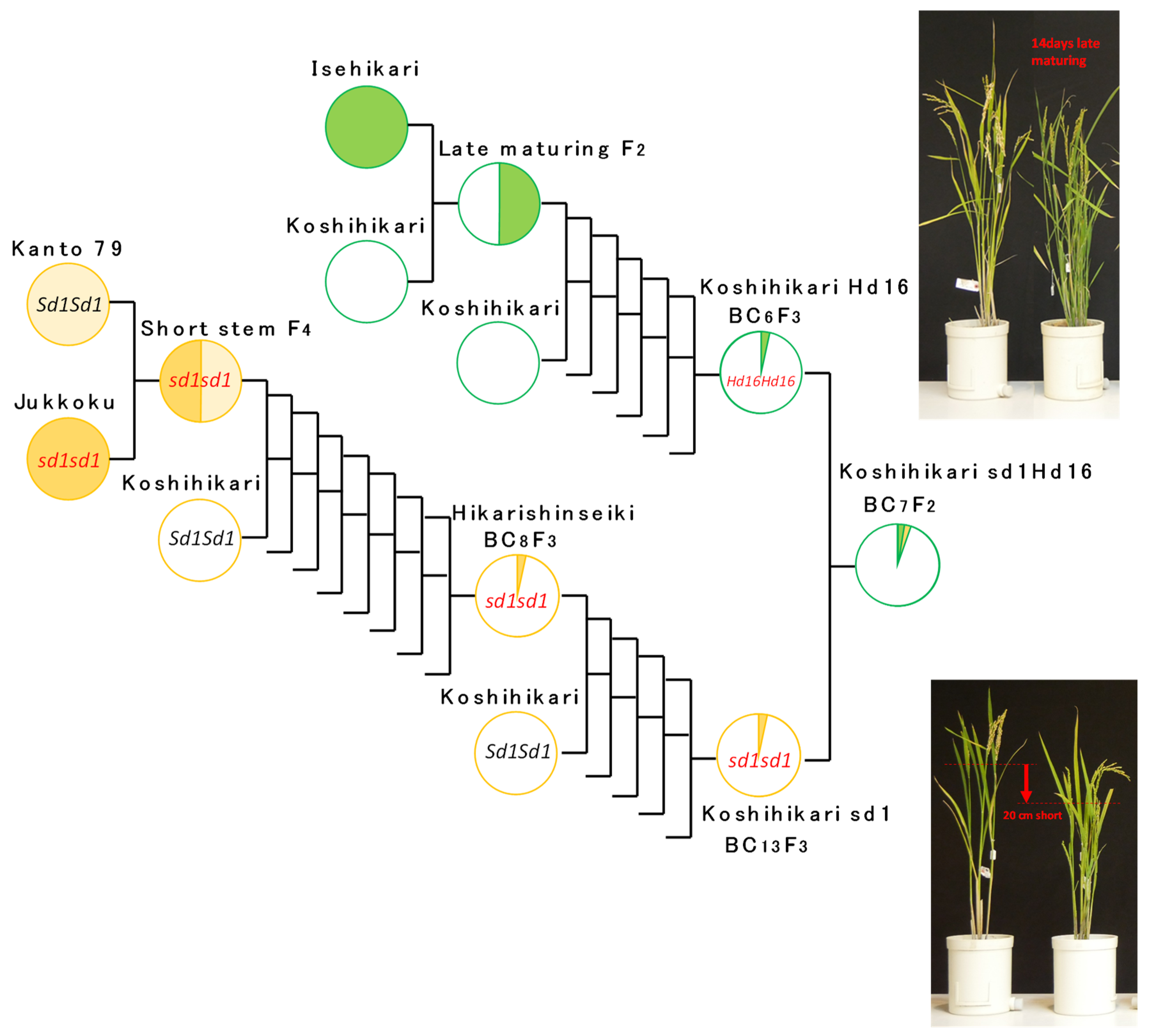 Isogenic Japonica Rice Koshihikari Integrated with Late Flowering Gene ...