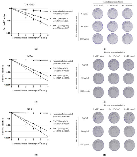 The Anti-Tumor Effect of Boron Neutron Capture Therapy in Glioblastoma ...