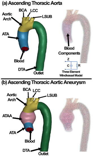 Interaction of the Blood Components with Ascending Thoracic Aortic ...