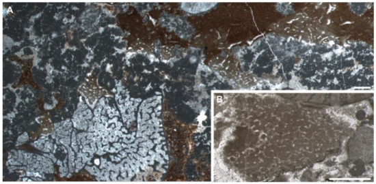 Identification and Current Palaeobiological Understanding of “Keratosa ...