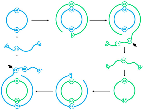 Rolling Circles as a Means of Encoding Genes in the RNA World