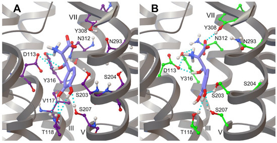 L-DOPA and Droxidopa: From Force Field Development to Molecular Docking ...