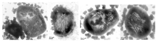 Recent Advances in the Study of Gas Vesicle Proteins and Application of ...
