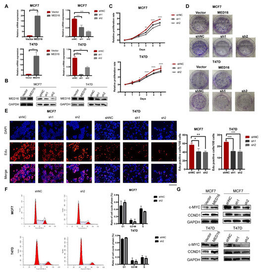 MED16 Promotes Tumour Progression and Tamoxifen Sensitivity by ...