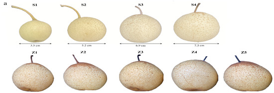 The Molecular Network behind Volatile Aroma Formation in Pear (Pyrus ...