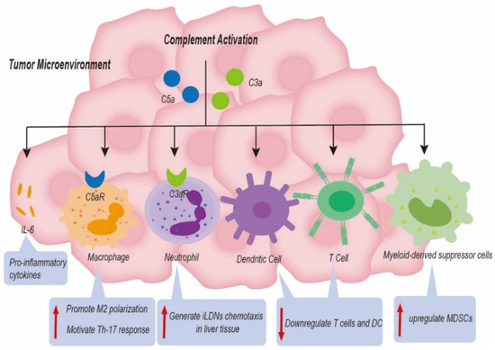 The Complement System: A Potential Therapeutic Target in Liver Cancer