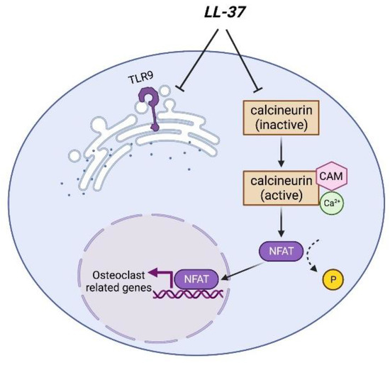 Regulation of LL-37 in Bone and Periodontium Regeneration