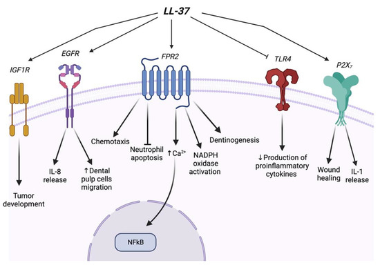 Regulation of LL-37 in Bone and Periodontium Regeneration