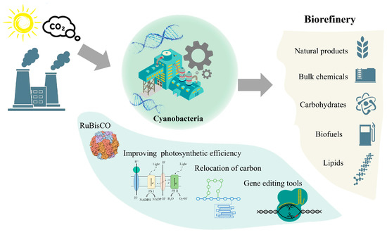 Light-Driven Synthetic Biology: Progress in Research and Industrialization of Cyanobacterial ...