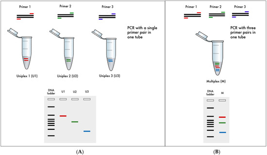 Life | Free Full-Text | Novel PCR-Based Multiplex Assays for Detecting Major Quality and Biotic ...
