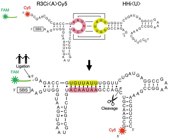 Acquisition of Dual Ribozyme-Functions in Nonfunctional Short Hairpin ...