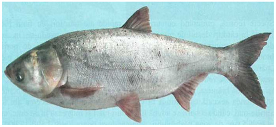 Silver Carp (Hypophthalmichthys molitrix) (Asian Silver Carp) Presence ...