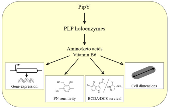The Conserved Family of the Pyridoxal Phosphate-Binding Protein (PLPBP ...