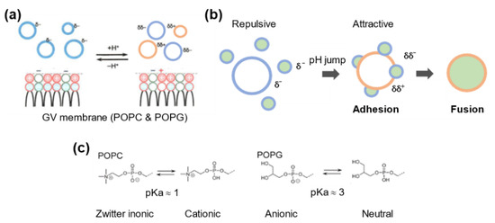 Life | Free Full-Text | Evolution of Proliferative Model Protocells ...